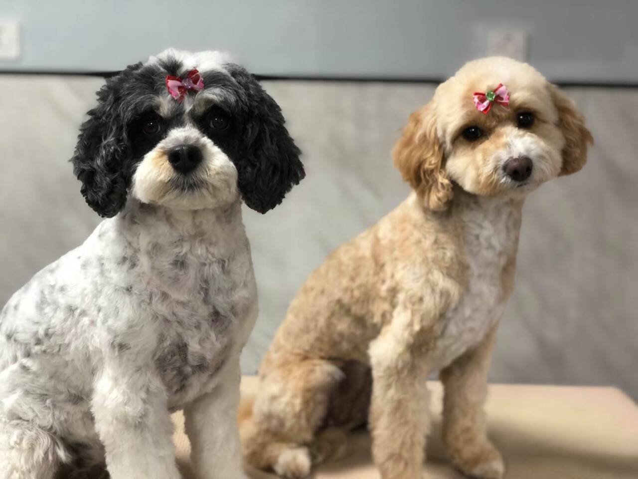 Sheldon Dog Services | Dog Grooming Services